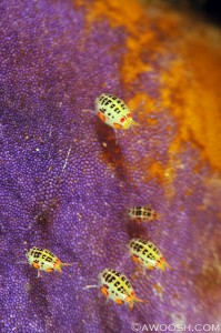 Pic of the Day – Magnificent Ceratosoma Nudibranch & Ladybug Amphipods ...